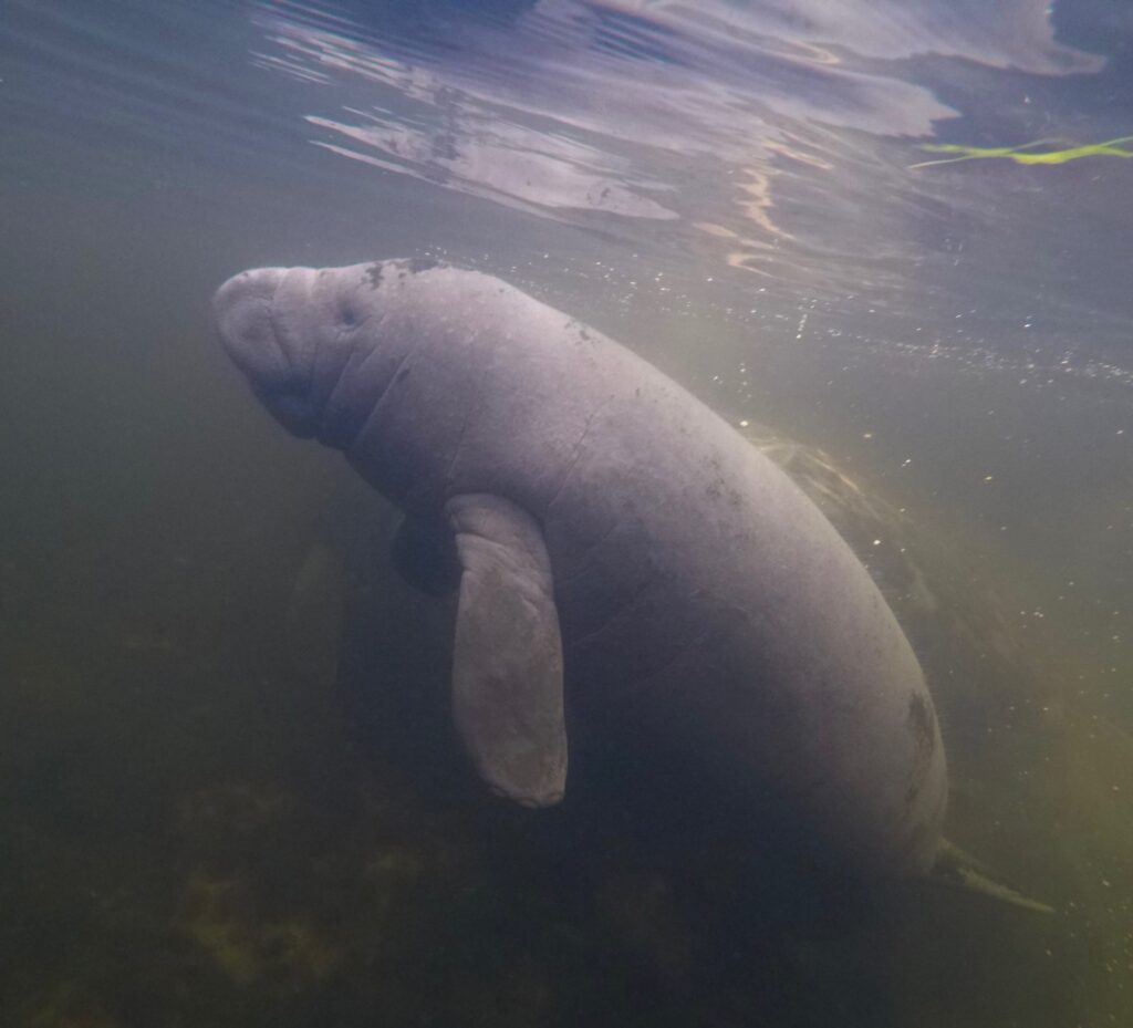 Swimming with Manatees